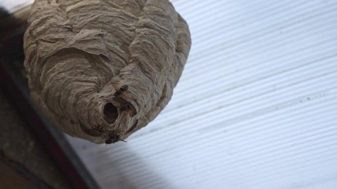 Wasp Nest Under Roof House Wasps Stock Footage Video (100% Royalty-free ...