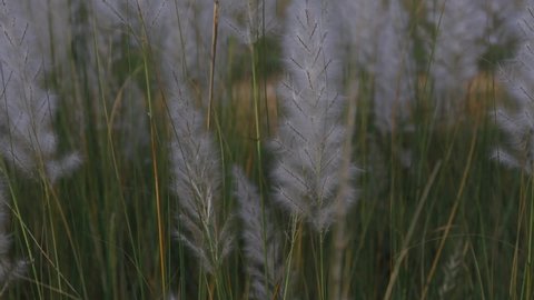 Closeup Saccharum Spontaneum Kash Phool Selective Stock Footage Video ...