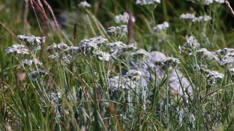 Achillea Clavennae English Silvery Yarrow Moving Stock Footage Video ...