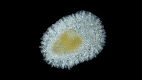 Sea Slug Nudibranchia Under Microscope Family Stock Footage Video (100% ...