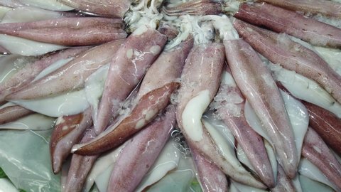 Cuttlefish Nus Fish Animals That Live Stock Footage Video (100% Royalty ...