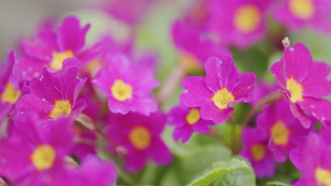 Julia Primrose Primula Juliae Beautiful Spring Stock Footage Video (100 ...