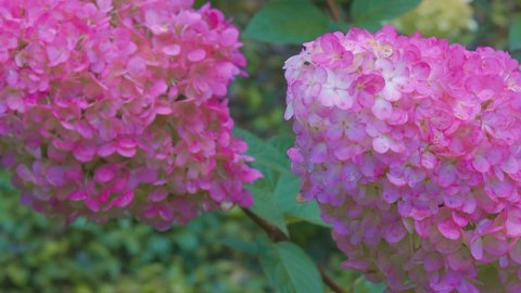 Hydrangea Bush Moves Wind Little Vibration Stock Footage Video (100% ...