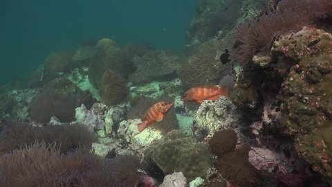 Two Blacktipped Groupers Epinephelus Fasciat Fighting Stock Footage ...