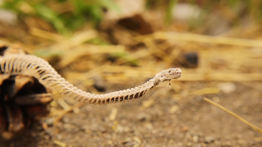 Fish Skeleton Videos: 4K and HD Video Clips for Download