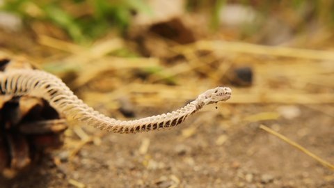 Dead Blind Snake Woods Snake Skeleton Stock Footage Video (100% Royalty ...