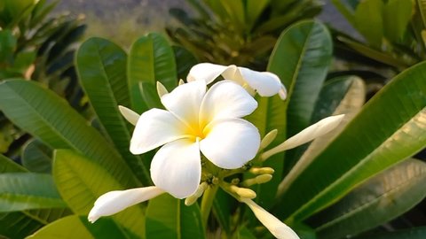 Plant Name Champa Frangipaniahmedabad Gujarat India Stock Footage Video ...