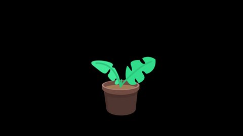 Animation Monstera Growing Pot Stock Footage Video (100% Royalty-free ...