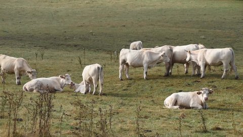 Landscape Charolais Cows Field Burgundy France Stock Footage Video (100 ...