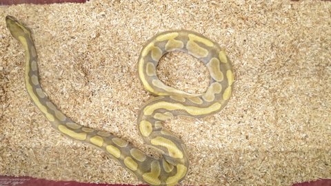 Ball Python Slithering Glass Cabinet Waiting Stock Footage Video (100% ...