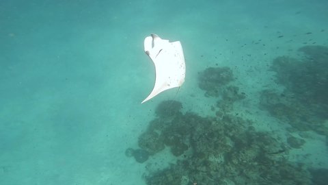 Reef Manta Ray Swims Indian Ocean Stock Footage Video (100% Royalty ...