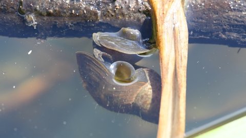 Great Pond Snail Lymnaea Stagnalis Breathing Stock Footage Video (100% ...