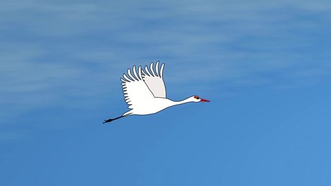 White Goose Flies Blue Sky 2d Stock Footage Video (100% Royalty-free ...