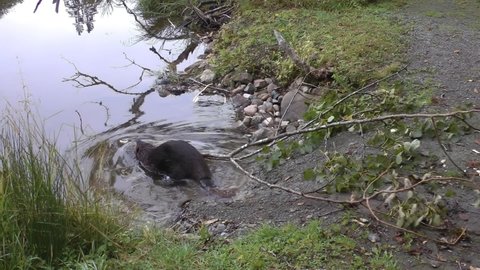 Beaver Enters Water Tree Branch Canada Stock Footage Video (100% ...