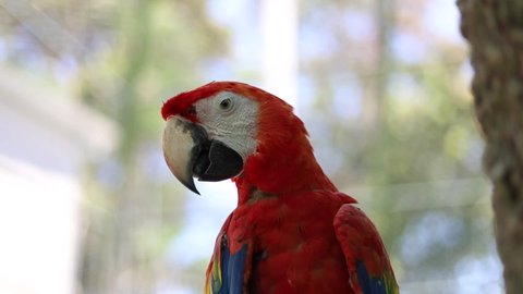 Closeup Shot Costa Rican Scarlet Macaw Stock Footage Video (100% ...