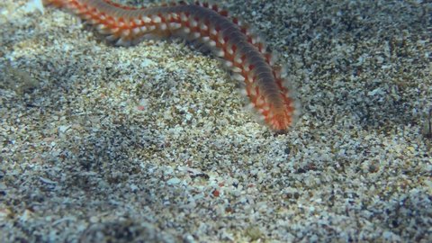 Bearded Fireworm Bearded Fire Worm Hermodice Stock Footage Video (100% ...