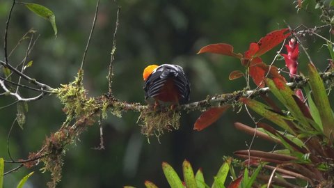 Andean Cockoftherock Rupicola Peruvianus Tunki Quechua Stock Footage ...