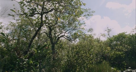 Florida Swamps Fauna Flora Everglades Stock Footage Video (100% Royalty ...