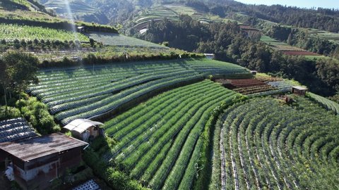 Farmer Working Plant Rice Terrace Farm Stock Footage Video (100% ...