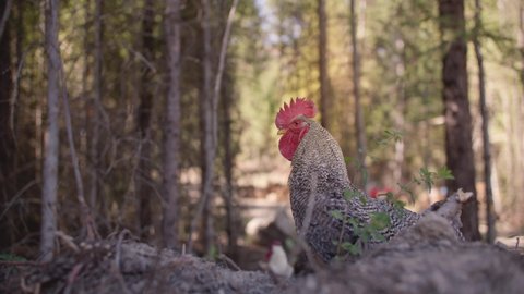Wild Rooster Forest Stock Footage Video (100% Royalty-free) 1094940127 ...