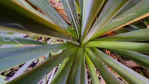 Green Yucca Plant Straight Sharp Leaves Stock Footage Video (100% ...