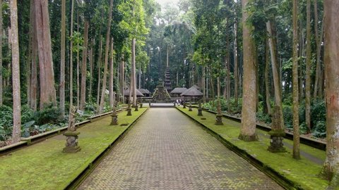 Iconic Pathway Middle Jungle Forest Leading Stock Footage Video (100% ...