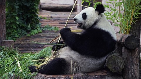 Cute Happy Funny Giant Panda Eating Stock Footage Video (100% Royalty ...