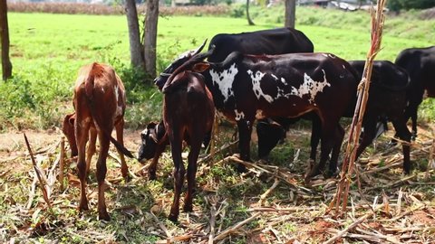 Cows Calf Eating Maize Fields During Stock Footage Video (100% Royalty ...