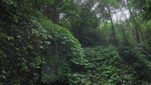 Dense Forest Static Landscape Small Cute Stock Footage Video (100% ...