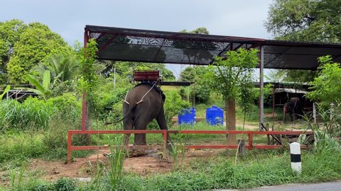 Nervous Elephant Moving Back Forth Under Stock Footage Video (100% ...