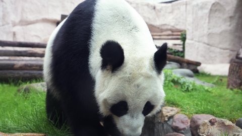 Cute Happy Funny Giant Panda Eating Stock Footage Video (100% Royalty ...