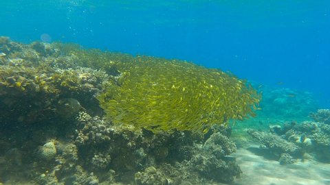 Massive School Juvenile Rabbitfish Shallow Water Stock Footage Video ...