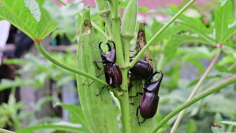 Group Rhinoceros Beetle Eating Okra Garden Stock Footage Video (100% ...