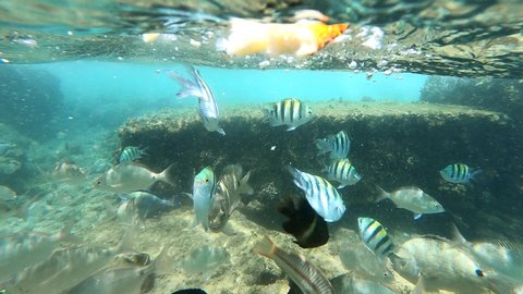 Closeup Fish Red Sea Swimming Shallow Stock Footage Video (100% Royalty ...