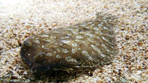 Closeup Flounder Swimming Above Other Flounders Stock Footage Video ...