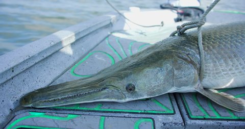This Shot Showing Alligator Gar Breathing Stock Footage Video (100% ...