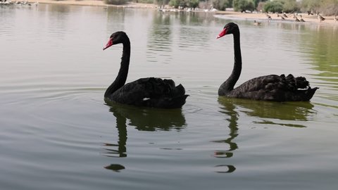 Rare Black Swan Dubai Lakes Stock Footage Video (100% Royalty-free ...