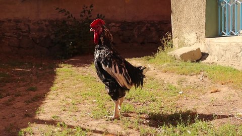 Rooster Dumps His Poop Backyard Country Stock Footage Video (100% ...