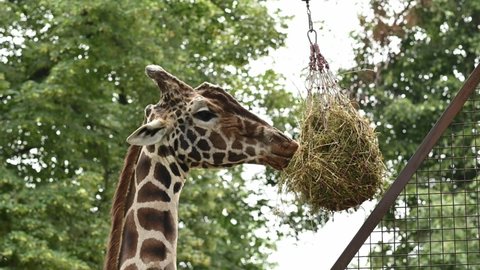Giraffe Eating Hay Hay Basket Hanging Stock Footage Video (100% Royalty ...