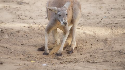 Cute Red Kangaroo Shaking Head Slow Stock Footage Video (100% Royalty ...