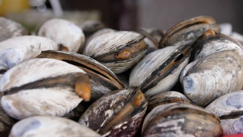 Detail Clams Lateral Camera Movement Focus Stock Footage Video (100% ...