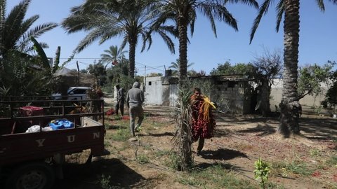 Palestinian Farmers Harvest Balah Dates Palm Stock Footage Video (100% ...