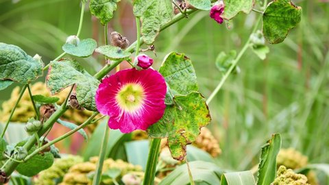 Alcea Setosa Bristly Hollyhock Ornamental Plant Stock Footage Video ...