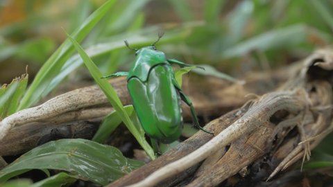 Australian Green Scarab Beetle Climbing On Stock Footage Video (100% ...