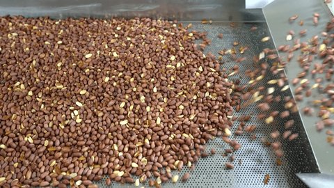 Roasting Peanuts Sorting Operations Peanut Factory Stock Footage Video ...