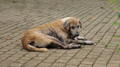 Sick Stray Dog Laying Outside Park Stock Footage Video (100% Royalty ...