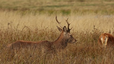 Sika Deer Stag Cervus Nippon Yawning Stock Footage Video (100% Royalty ...