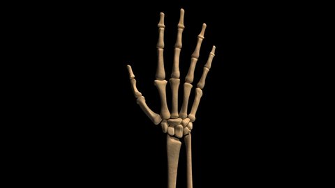 Human Skeleton Hand Bones Joint Anatomy Stock Footage Video (100% ...