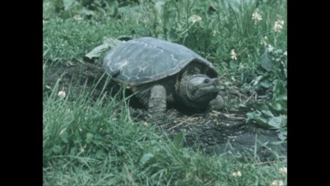 1950s Boy Holds Contemplates Turtle Snapping Stock Footage Video (100% ...