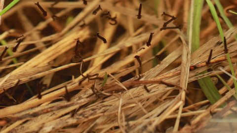 Culex Larvae Mosquito Larva Insects Lake Stock Footage Video (100% ...